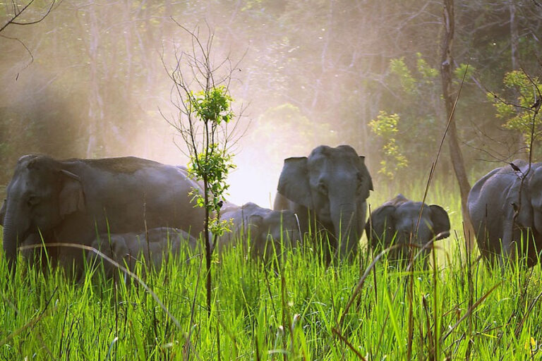 Assam - Jaigaon Travel Jaigaon